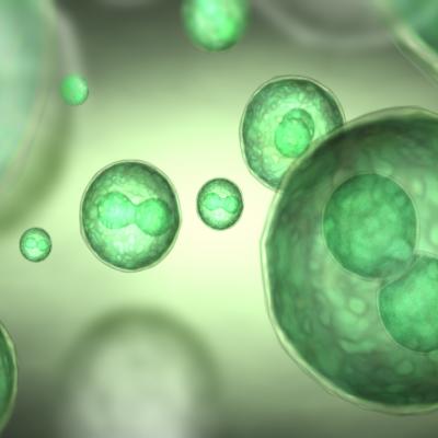 BioInfoSummer | EMBL Australia