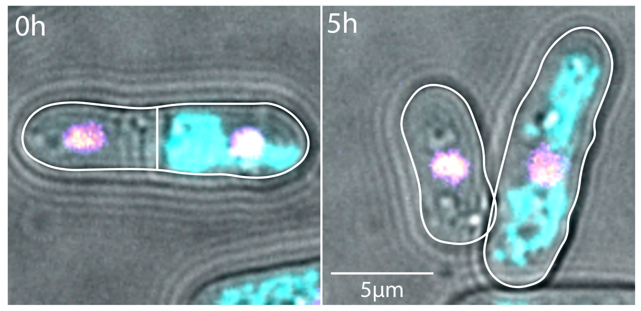 New Insights Into Equitable And Symmetric Cell Division EMBL Australia
