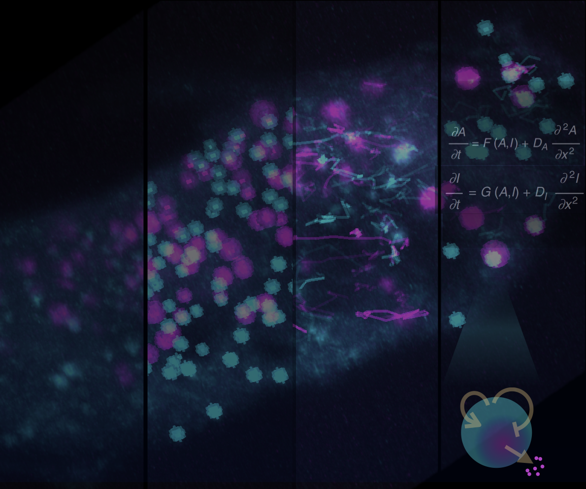 Beyond Imaging: Visualisation, Analysis & Inference | EMBL Australia